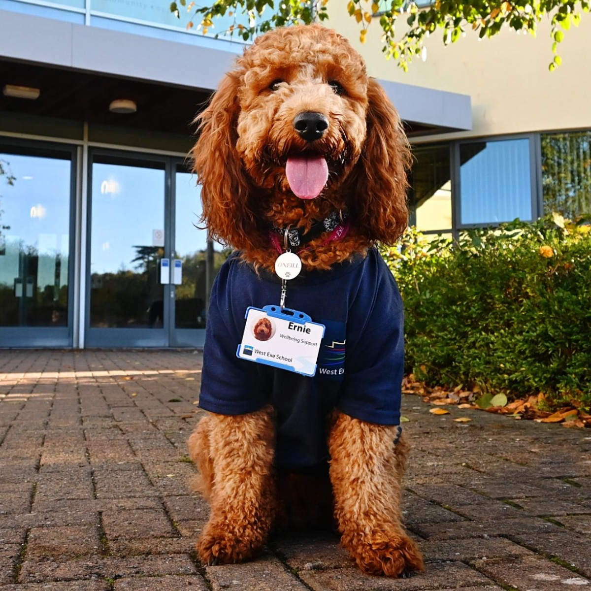 West Exe School - Our newest member of the wellbeing team